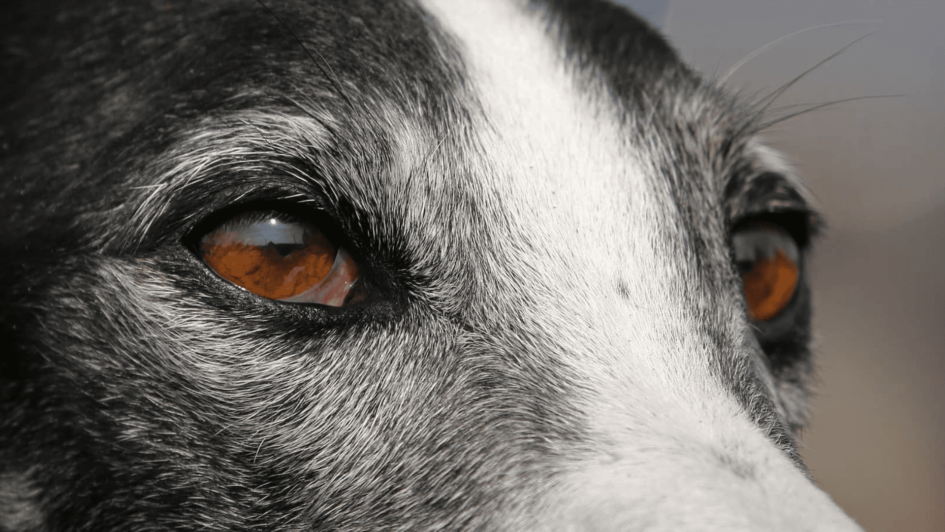 Pet Greyhound Health In Downers Grove, IL 60561 Finan Animal Hospital