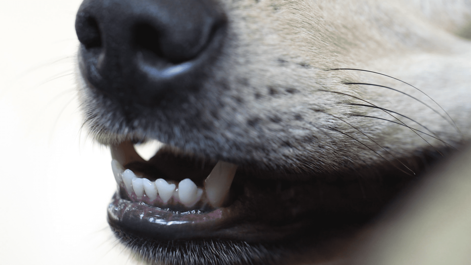 Finan Animal Hospital FAQs