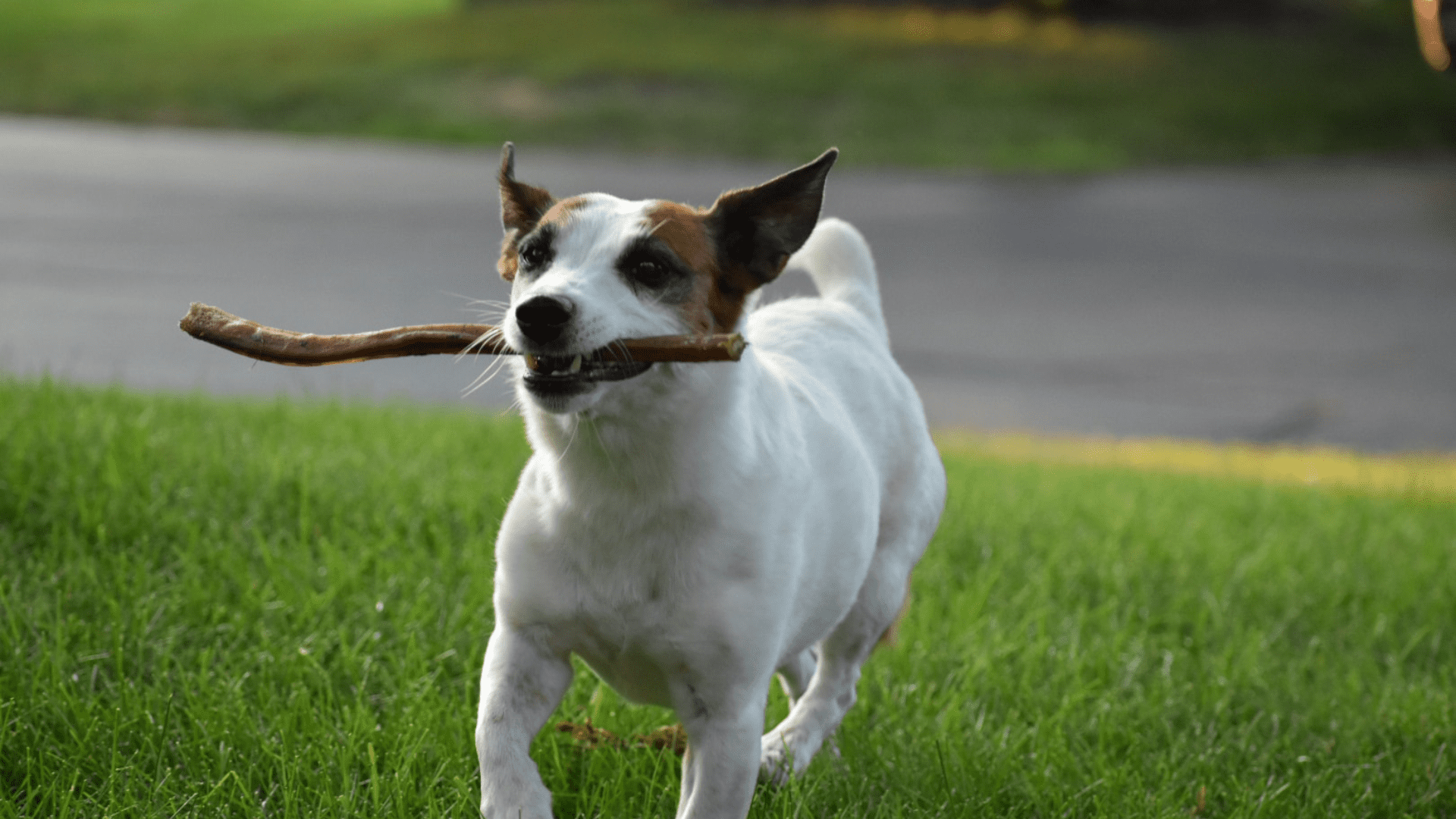 Downers Grove, IL 60561 Veterinary Services | Finan Animal Hospital