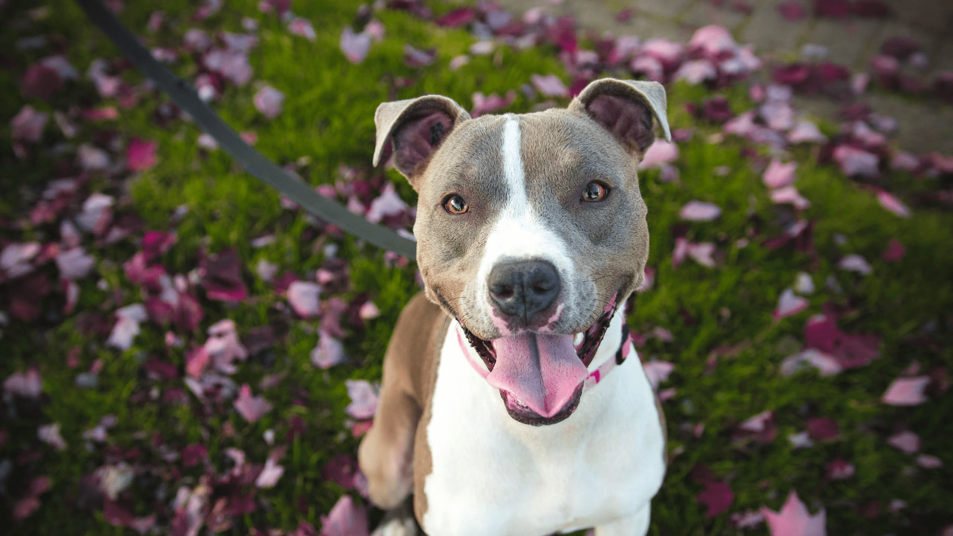 Prescription Refill Request Form | Finan Animal Hospital