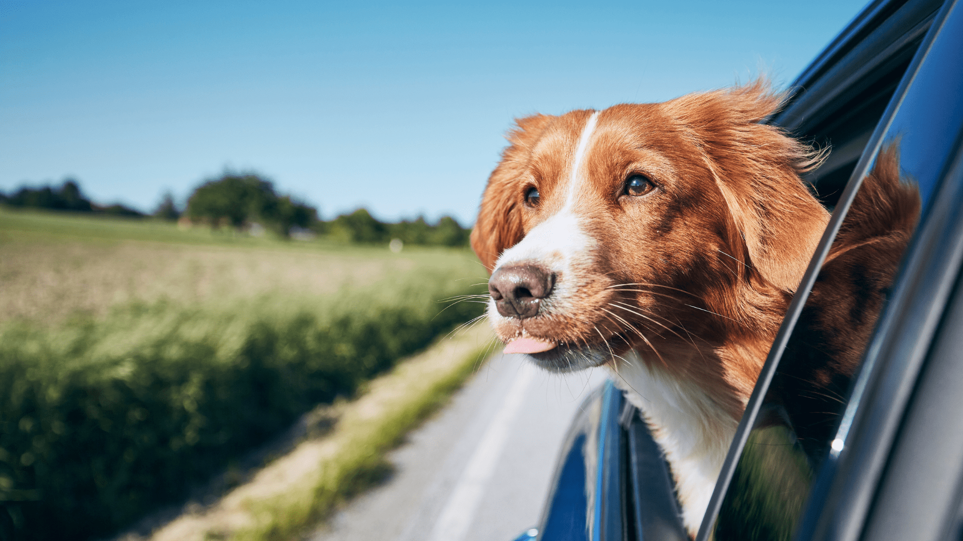 Pet Health Certificate Exam | Finan Animal Hospital